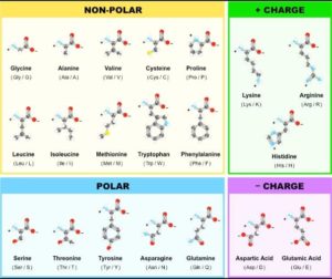 **Research discovery, classification,function of 20 Amino Acids - Giant Lab
