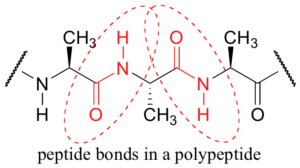 Peptides and polypeptides - Giant Lab