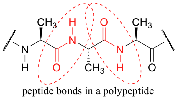 Peptides and polypeptides - Giant Lab